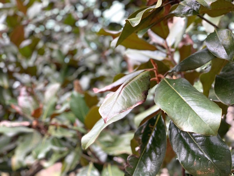 Curious Nashville: A Question About Magnolia Trees Can Tell You A Lot ...