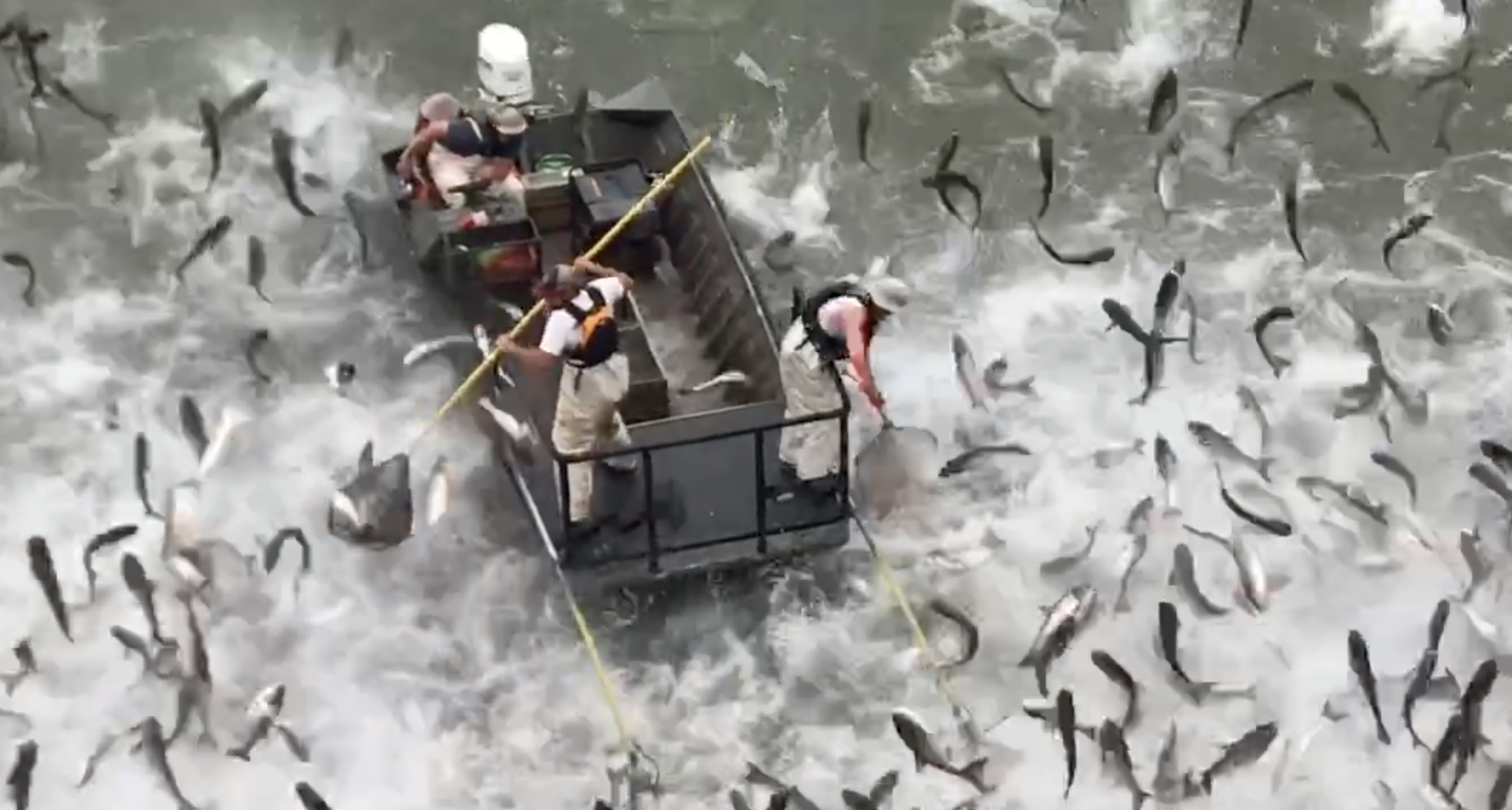 WATCH: Stun Boats Make Asian Carp Fly At Barkley Dam | WPLN News