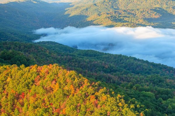 Tennessee to protect songbirds, elk and other wildlife habitat in state ...