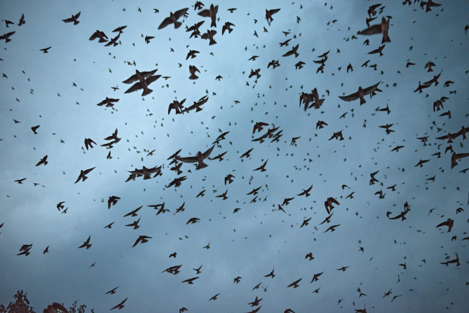 Displaced purple martins struggle to find new Middle Tennessee roost ...