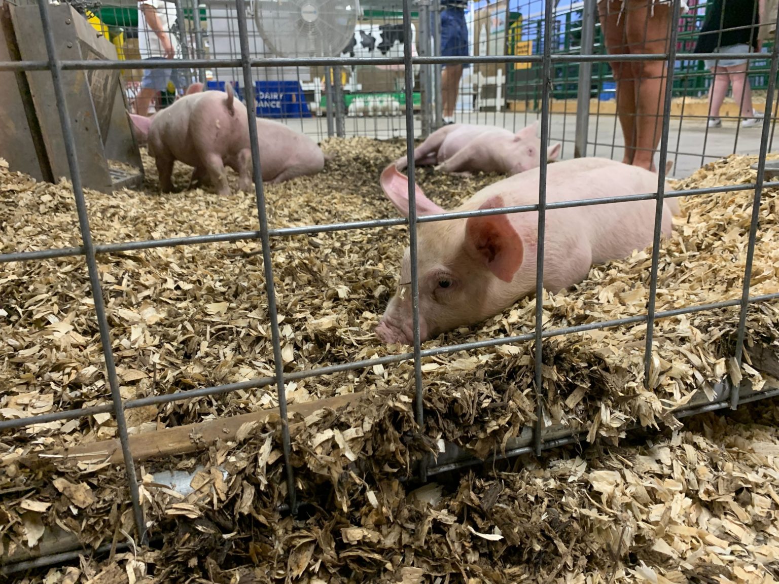 Exploring the past, present and future of the Tennessee State Fair ...