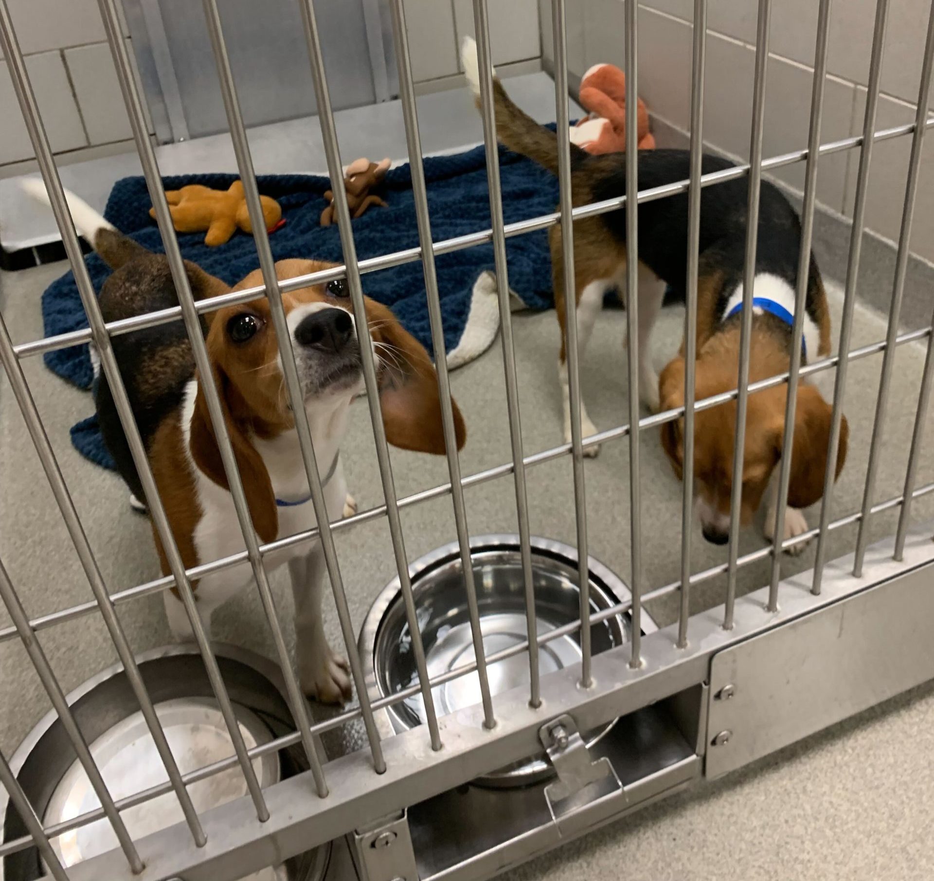 Meet Nashville’s newest transplants: 40 rescued beagles | WPLN News