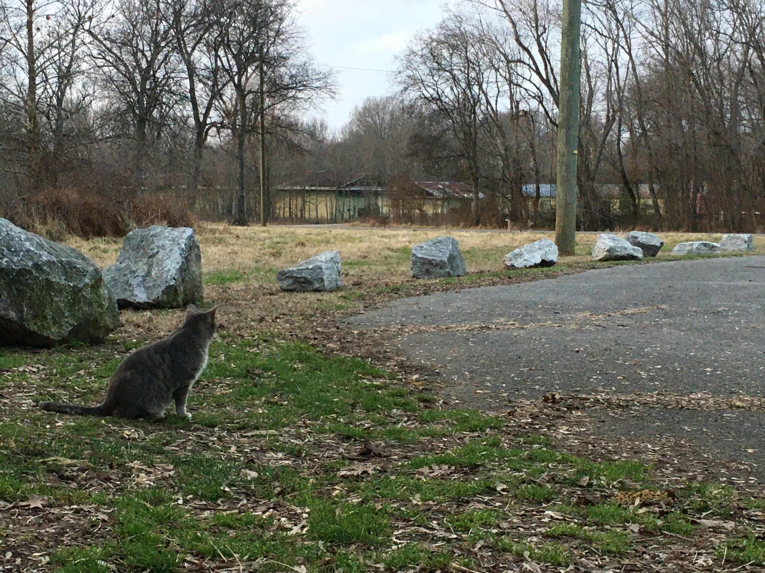 Urban animals: Caring for the neighbors in our backyard | WPLN News