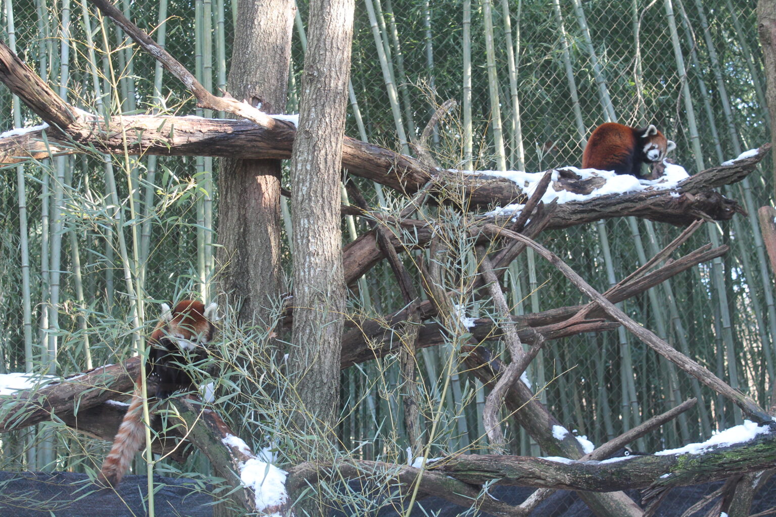Nashville Zoo's red pandas and Sumatran tiger thrived in the snow — and ...