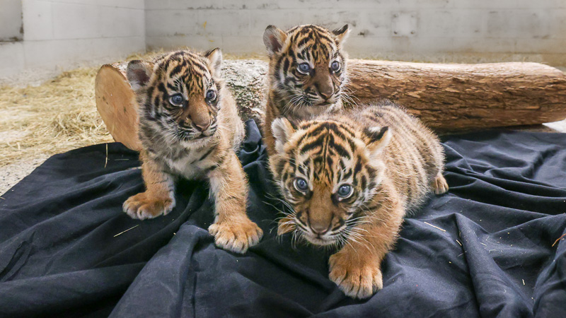 Nashville Zoo's red pandas and Sumatran tiger thrived in the snow — and ...