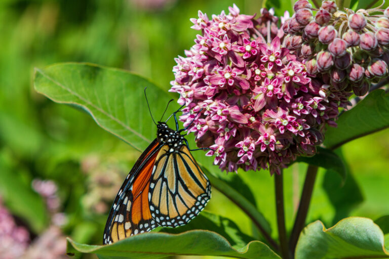 Home | WPLN News