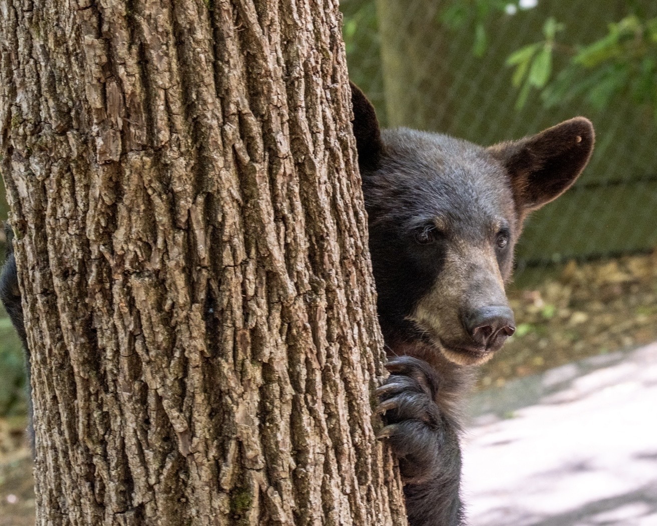 Black bears are threatened by climate change. How can we help? | WPLN News
