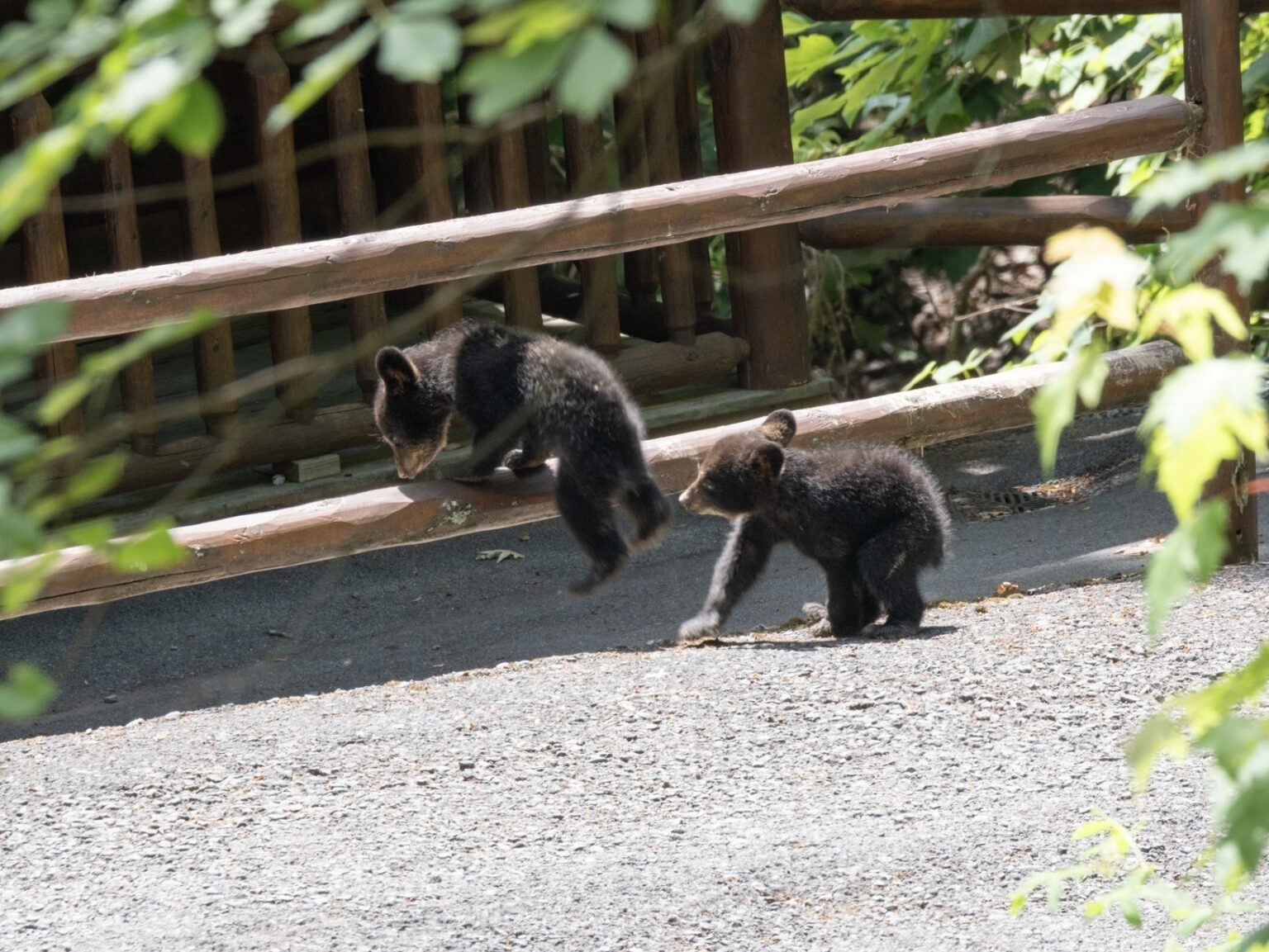 Black bears are threatened by climate change. How can we help? | WPLN News